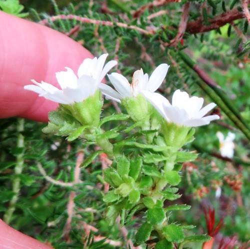 Osmitopsis parvifolia - PictureThis