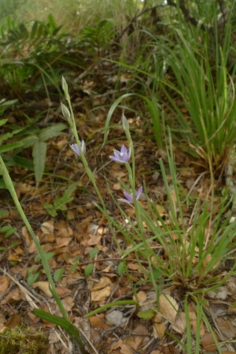 Thelymitra hatchii 照顧，種植，繁殖，開花時間 - PictureThis