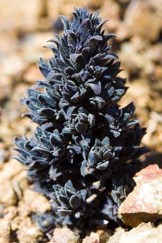 Chaparral broomrape (Aphyllon tuberosum) Flower, Leaf, Care, Uses ...