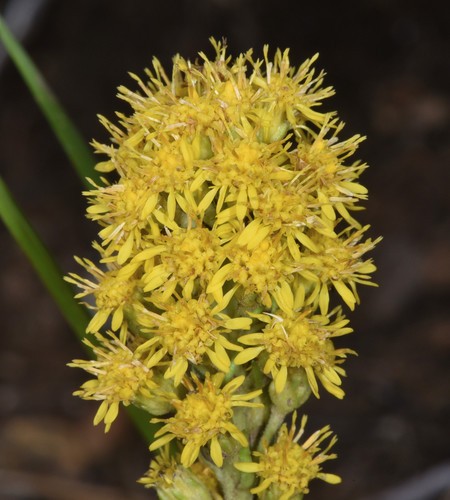 Solidago simplex - PictureThis