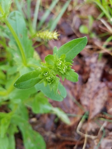 Beaked Cornsalad (Valerianella radiata) Flower, Leaf, Care, Uses ...
