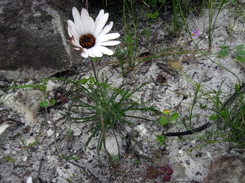 Oxeye rain daisy (Dimorphotheca nudicaulis) Flower, Leaf, Care, Uses ...