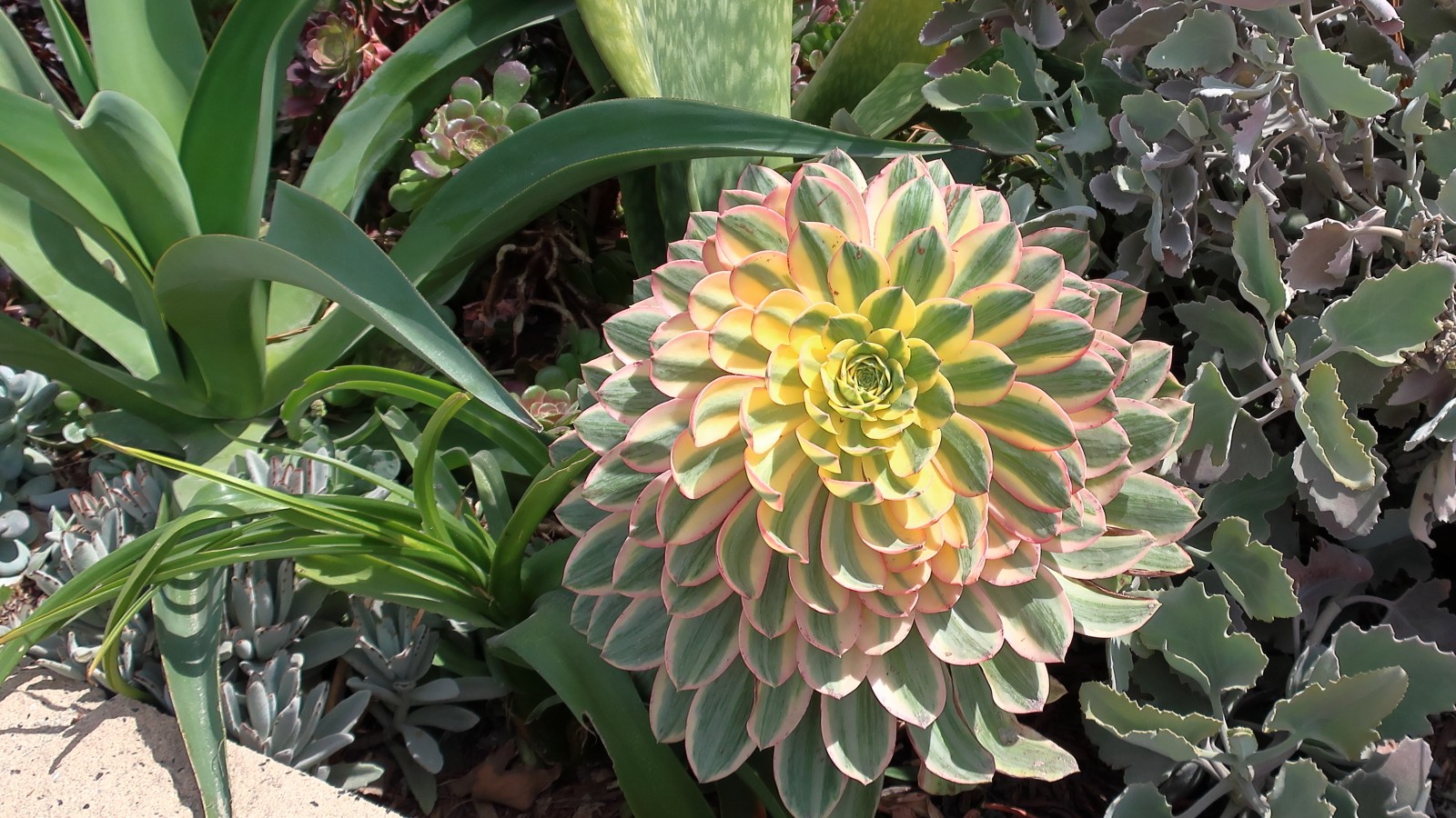 How to Plant and Grow Copper pinwheel(Aeonium 'Sunburst')