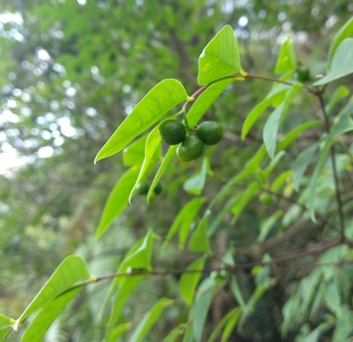 Nodding wikstroemia Care (Watering, Fertilize, Pruning, Propagation ...