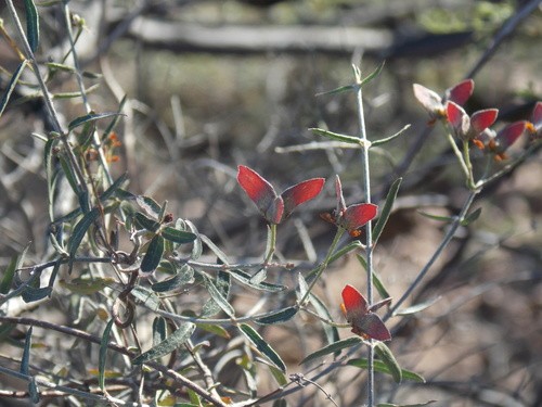 Slender janusia (Cottsia gracilis) Flower, Leaf, Care, Uses - PictureThis