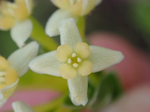 Gnidia chrysophylla Flower, Leaf, Care, Uses - PictureThis