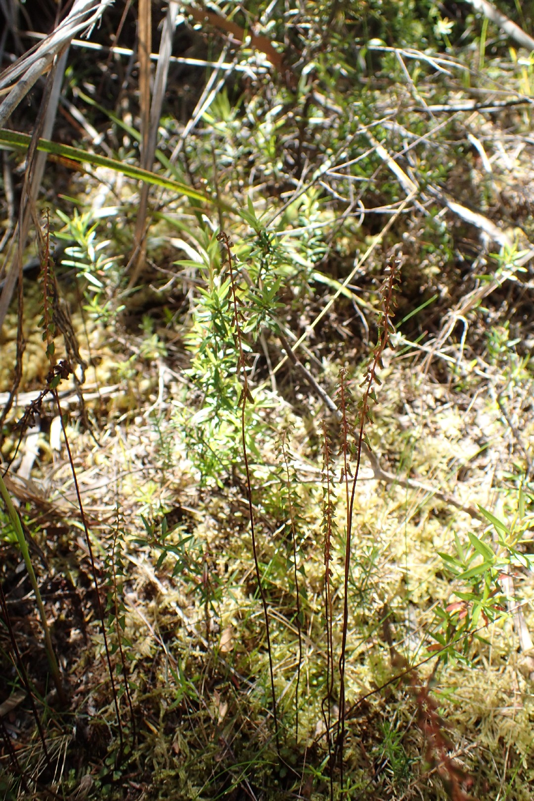 Lindsaea linearis - PictureThis