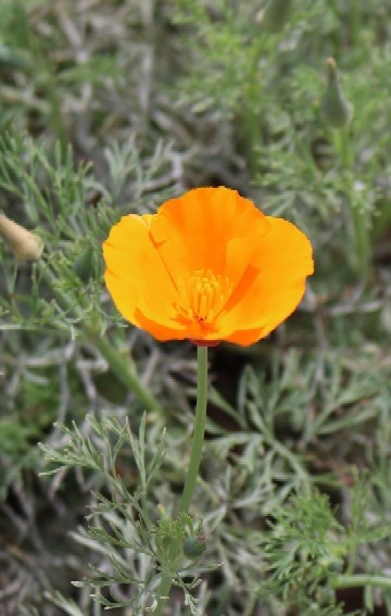 Golden poppies Care (Watering, Fertilize, Pruning, Propagation ...