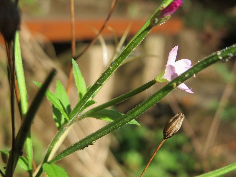 Garofanino quadrelletto (Epilobium tetragonum) - PictureThis