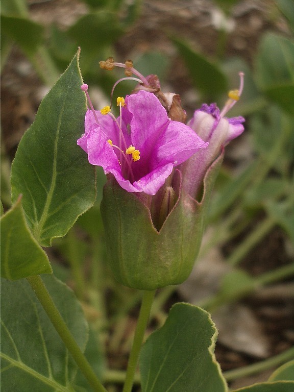 Colorado four o'clock (Mirabilis multiflora) Flower, Leaf, Care, Uses ...