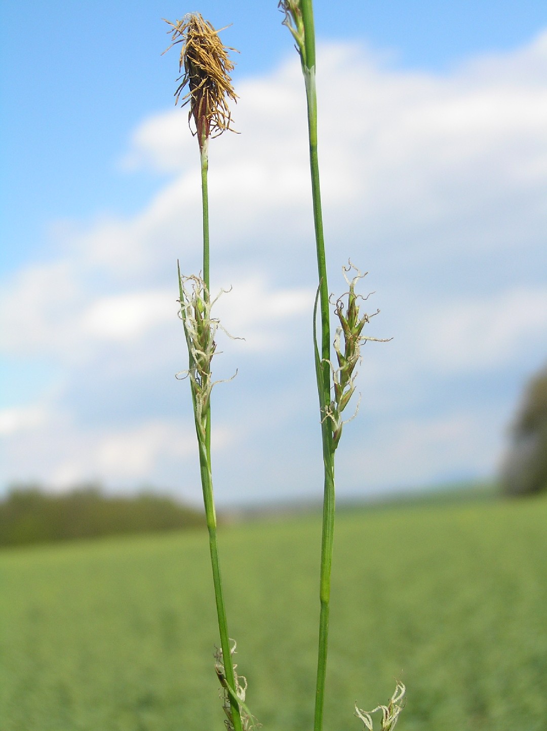 サッポロスゲ (Carex pilosa) 花言葉，毒性，よくある質問 - PictureThis