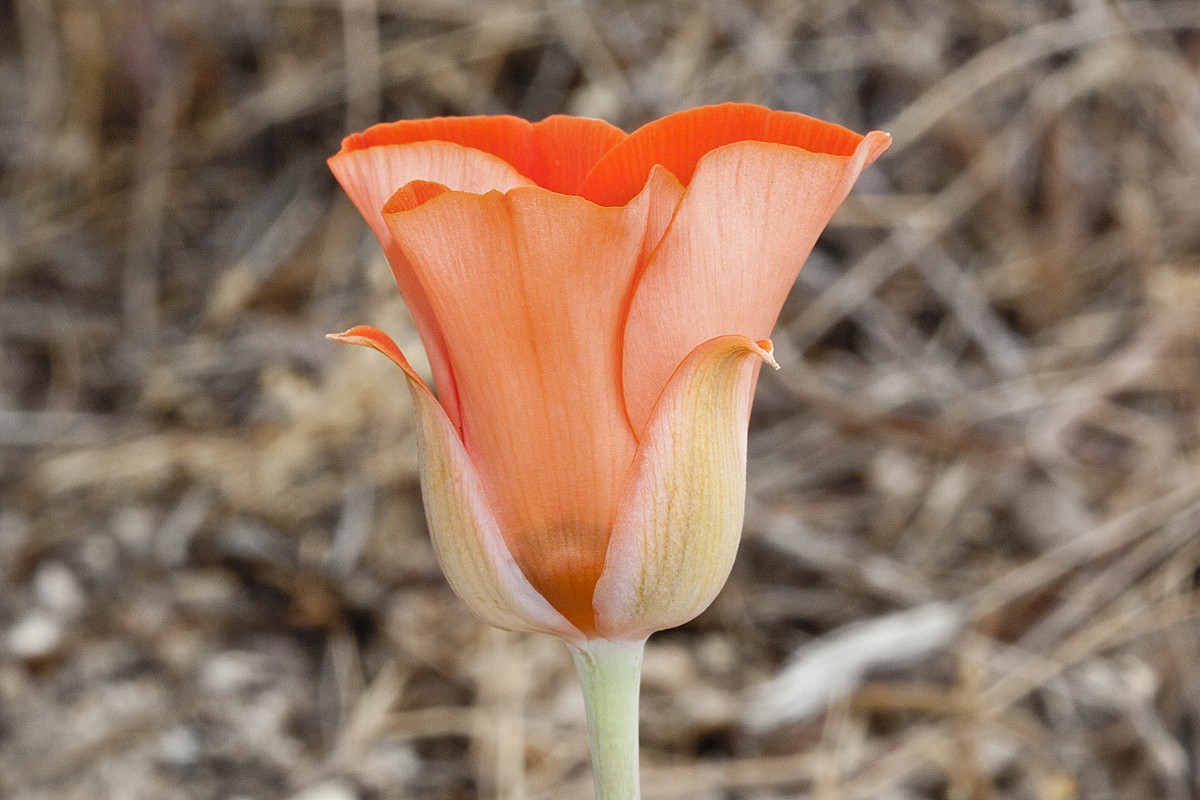 Lirio mariposa del desierto (Calochortus kennedyi) - PictureThis