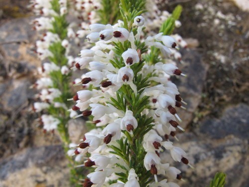 🍀 How to Grow and Care for Erica imbricata