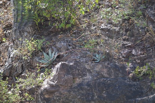 Agave shrevei - PictureThis