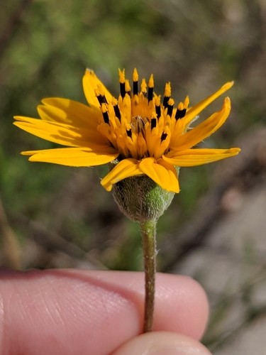 Wedelia acapulcensis var. hispida - PictureThis
