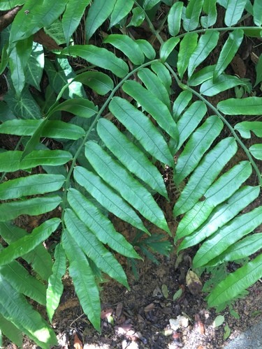 Angiopteris lygodiifolia - PictureThis