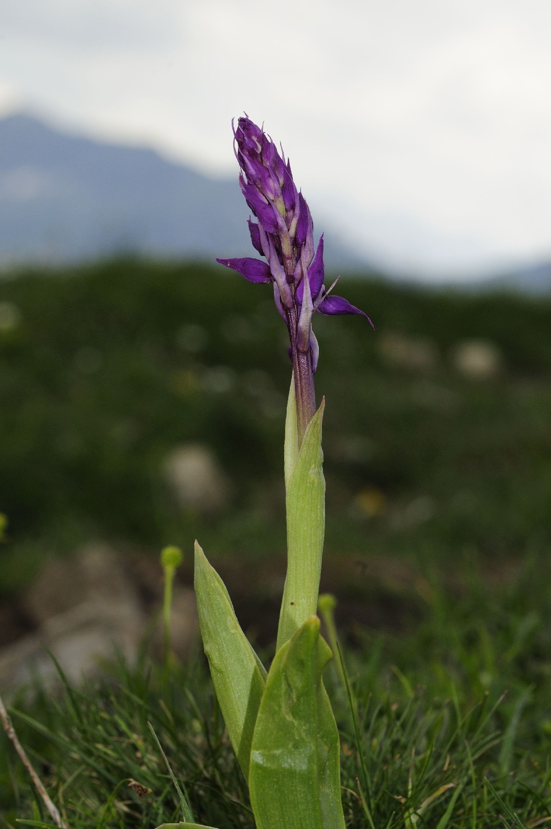 Orchis mascula subsp. speciosa - PictureThis