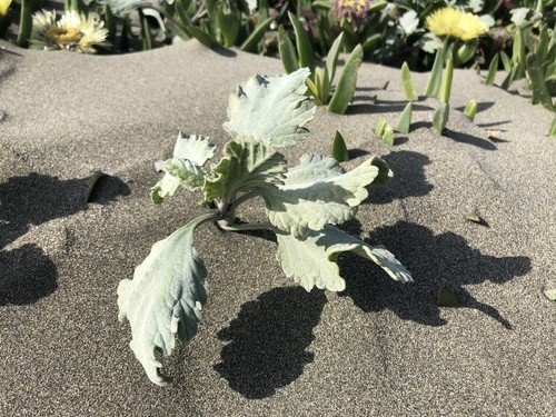 Silver burr ragweed (Ambrosia chamissonis) Flower, Leaf, Care, Uses ...