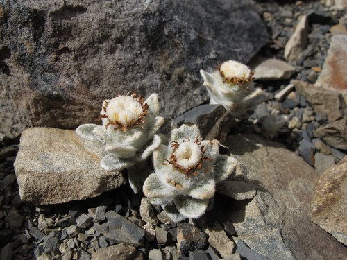 Haastia Flower, Leaf, Care, Uses - PictureThis