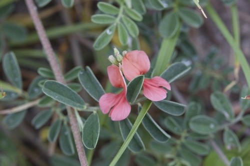 Indigofera miniata - PictureThis
