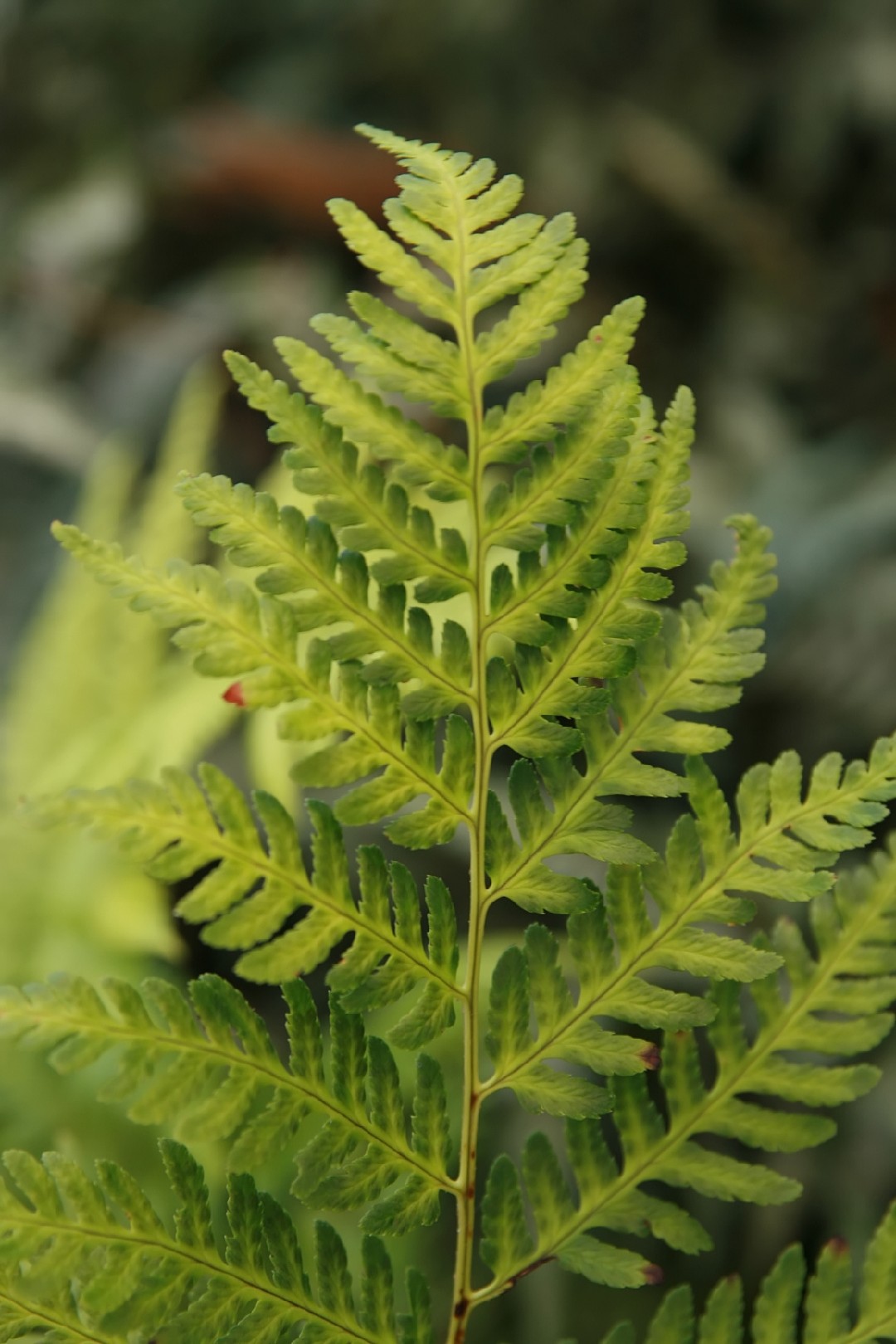 Log Fern (Dryopteris celsa) Flower, Leaf, Care, Uses - PictureThis