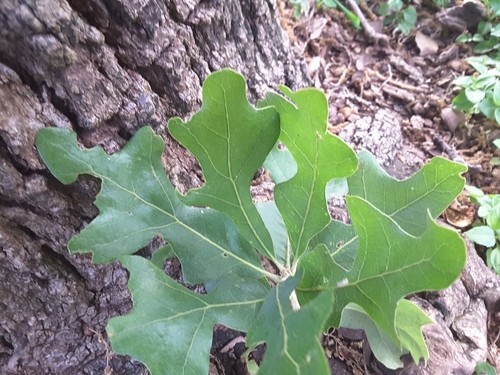Sand post oak (Quercus margarettae) Flower, Leaf, Care, Uses - PictureThis