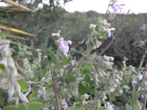 Shrubby blue sage (Salvia ballotiflora) Flower, Leaf, Care, Uses ...
