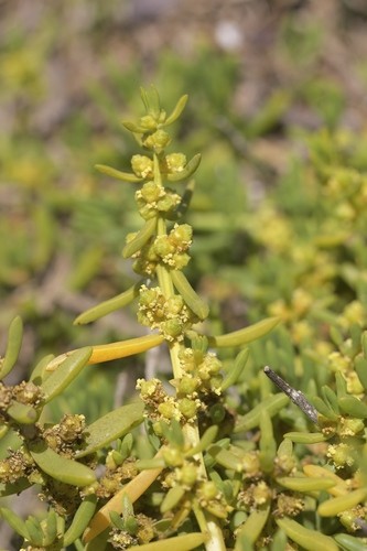 Saltwort (Batis maritima) Flower, Leaf, Care, Uses - PictureThis