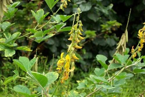 Smooth rattlebox (Crotalaria pallida) Flower, Leaf, Care, Uses ...