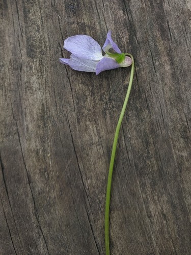 Viola affinis - PictureThis