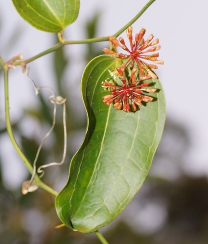 Austral sarsaparilla (Smilax australis) Flower, Leaf, Care, Uses ...