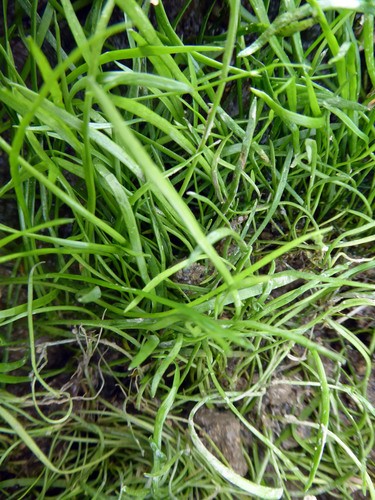 Lilaeopsis Flower, Leaf, Care, Uses - PictureThis