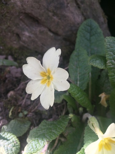 프리뮬라 (Primula acaulis subsp. acaulis) - PictureThis