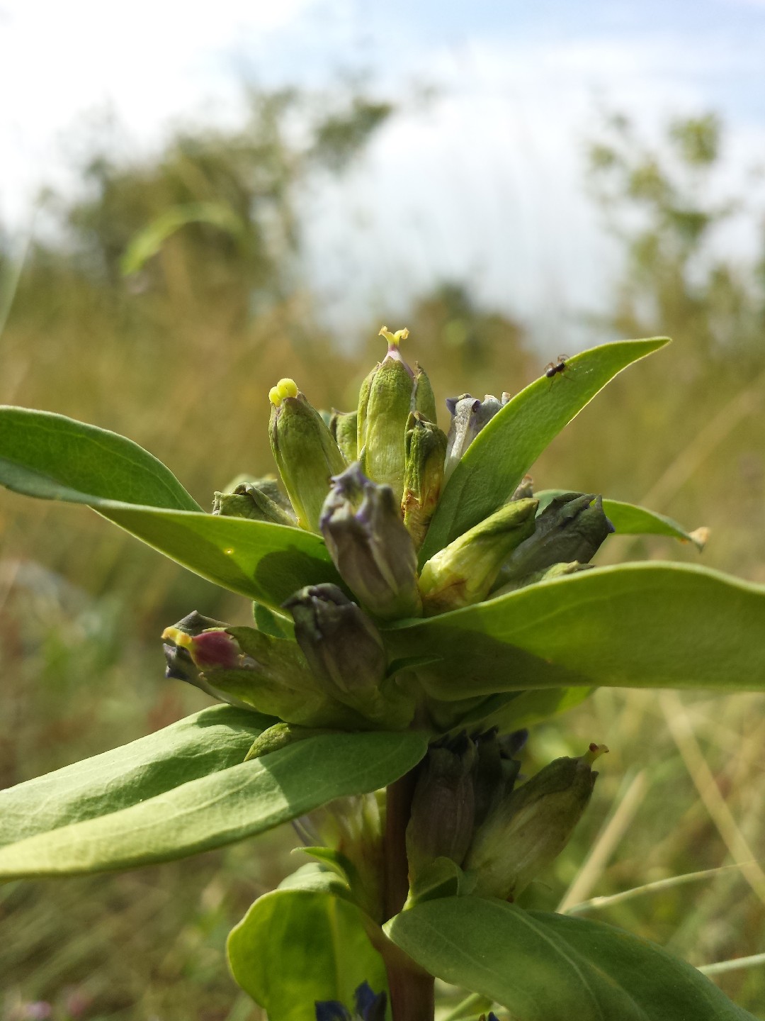 Genciana Estrella (Gentiana cruciata) - PictureThis