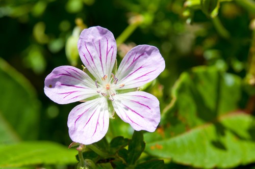 Geranium hayatanum - PictureThis