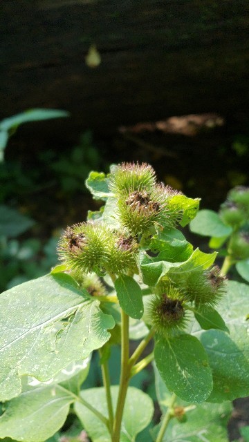 Lampazo menor (Arctium minus) - PictureThis
