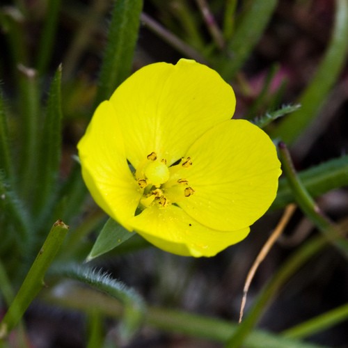 Tetrapteron - PictureThis