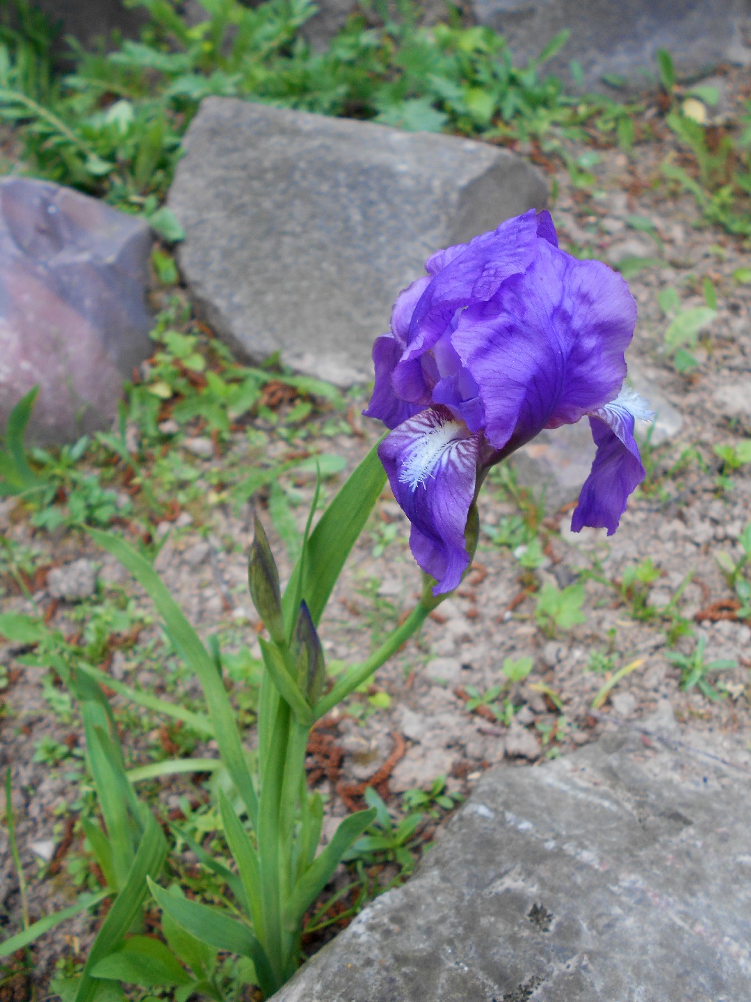 Iris aphylla - PictureThis