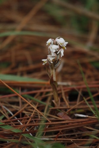 Zeuxine strateumatica - PictureThis