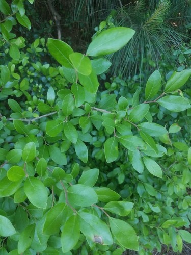 Farkleberry (Vaccinium arboreum) Flower, Leaf, Care, Uses - PictureThis