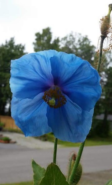 Blue Poppy Flower