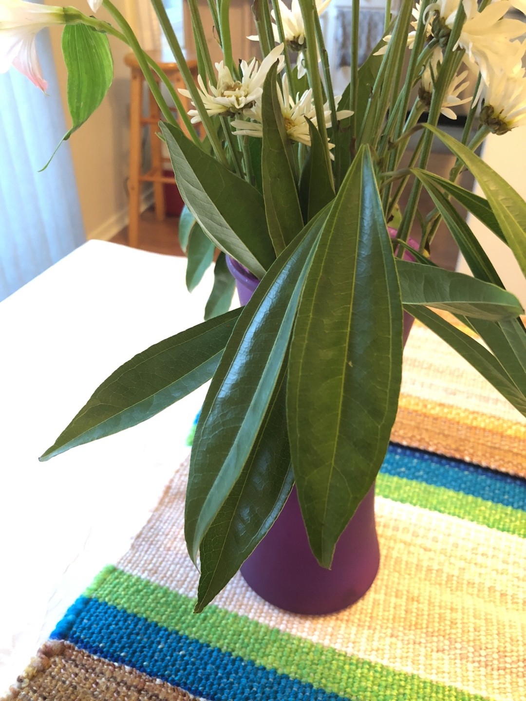 Cocculus - PictureThis