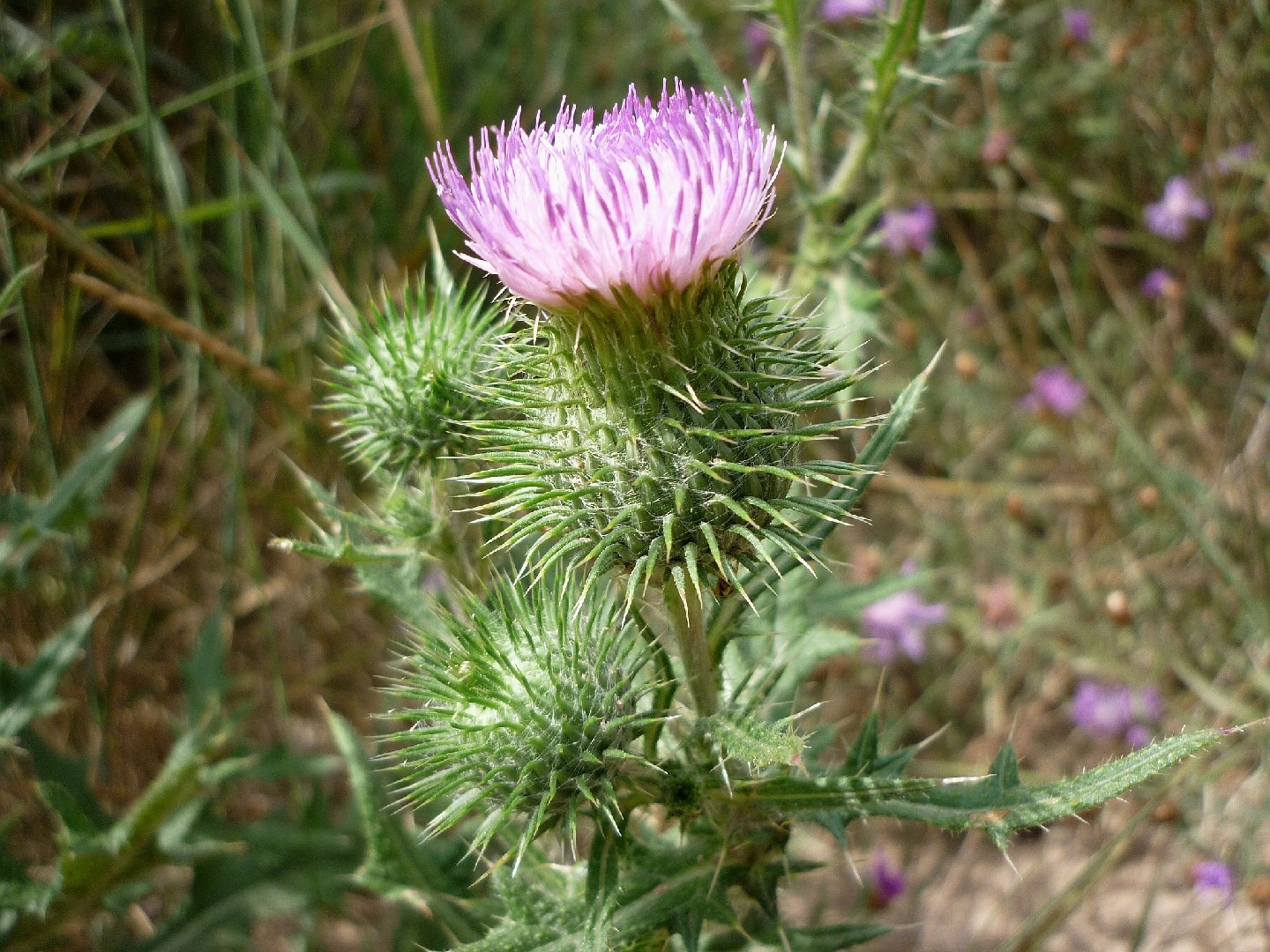 Bull thistle (Cirsium vulgare) Flower, Leaf, Care, Uses - PictureThis