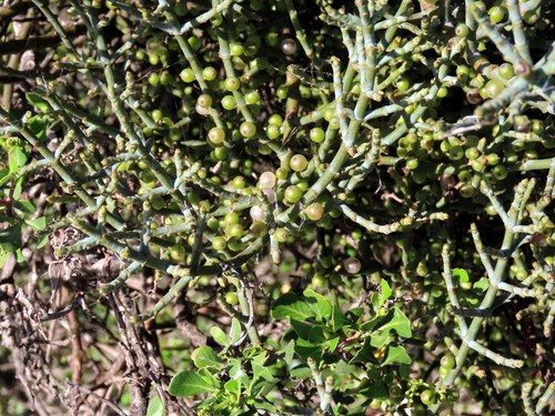 Viscum capense - PictureThis