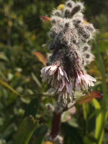 Nabalus racemosus - PictureThis
