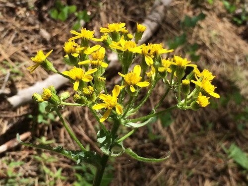 Lambstongue ragwort (Senecio integerrimus) Flower, Leaf, Care, Uses ...