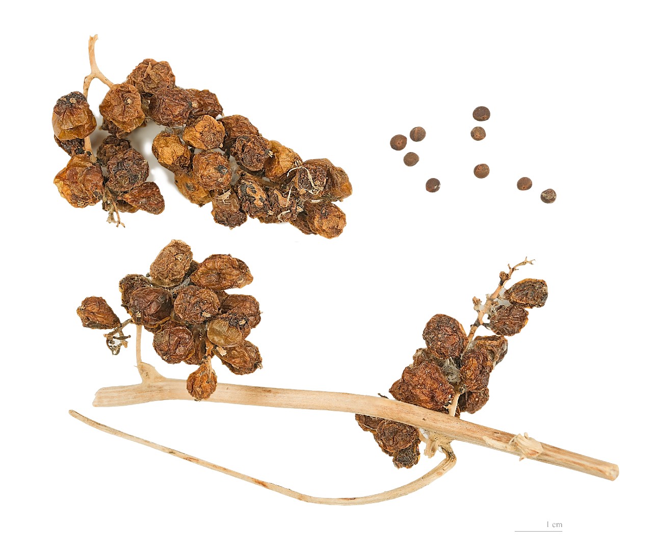 Nueza negra Cuidados (Plantando, Fertilizantes, Enfermedades) - PictureThis