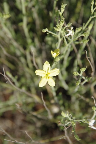 Rough menodora (Menodora scabra) Flower, Leaf, Care, Uses - PictureThis