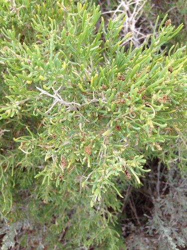 Greasewood (Sarcobatus vermiculatus) Flower, Leaf, Care, Uses - PictureThis