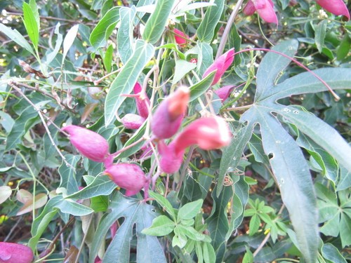 Dolichandra cynanchoides 照顧，種植，繁殖，開花時間 - PictureThis